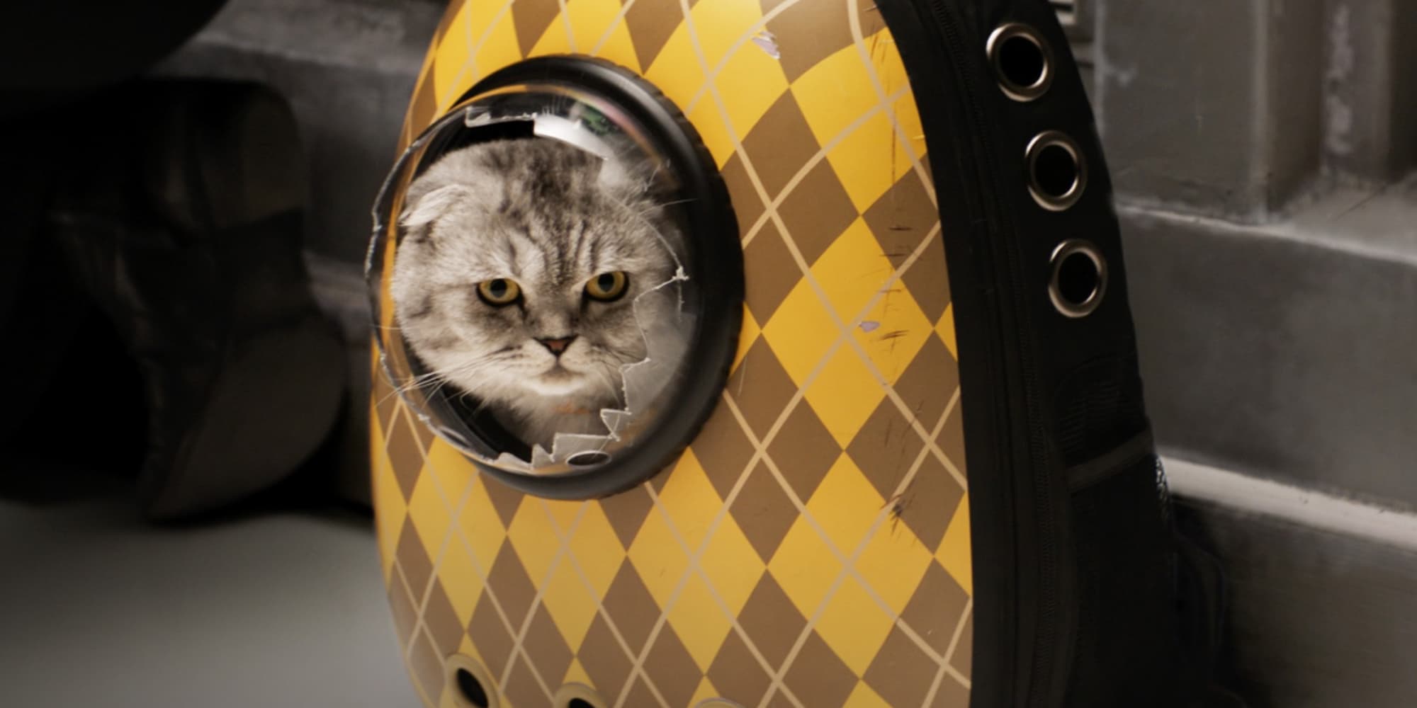 Argylle: How Matthew Vaughn cast his family cat in his Henry Cavill spy ...
