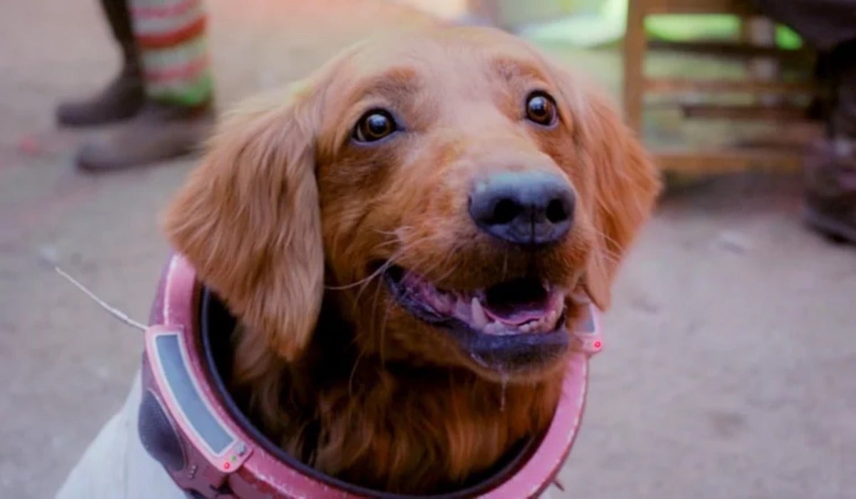 Cosmo the Space Dog: Get to know the breakout star of Marvel Studios ...