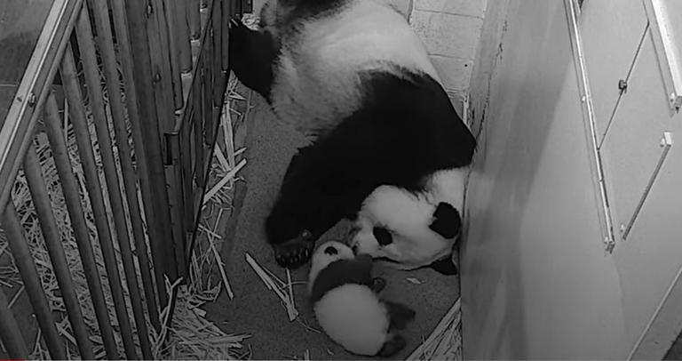 Farewell to Smithsonian's Giant Panda Cam: the best lo-fi entertainment ...