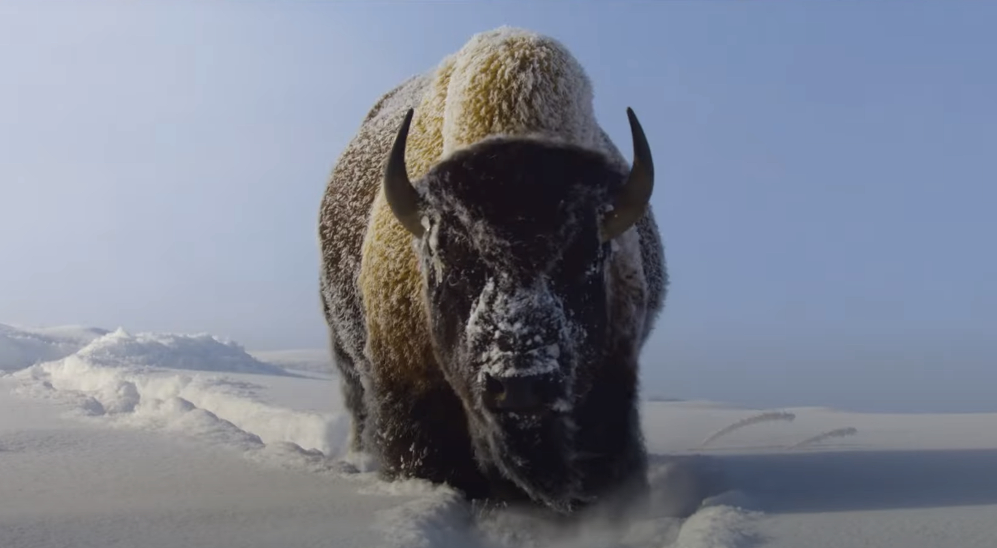 The Americas release date: America's dad Tom Hanks narrates a nature ...